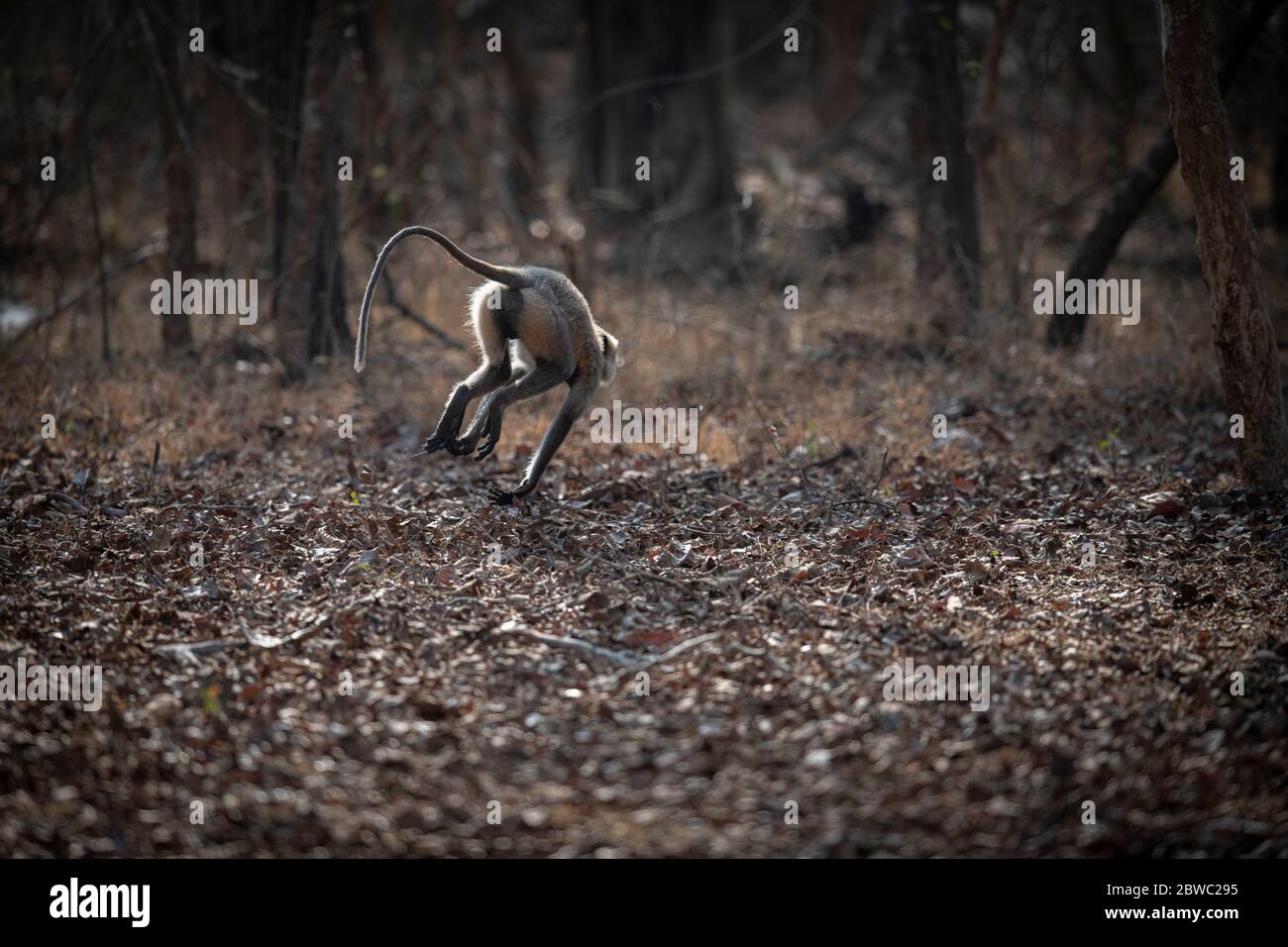 Grey langur monkey running hi-res stock photography and images - Alamy