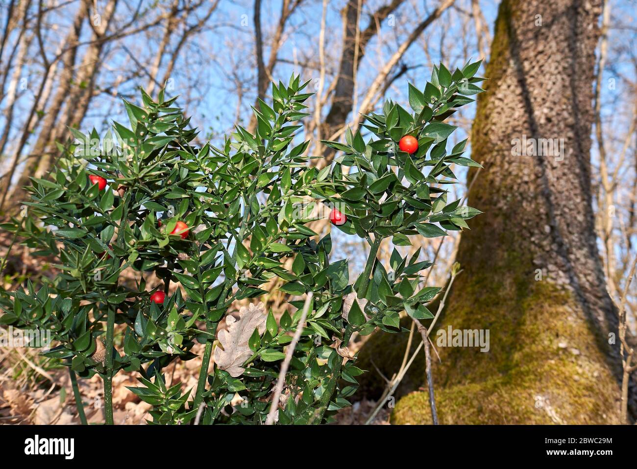 Ruscus aculeatus shrub with fruit and flowers Stock Photo - Alamy