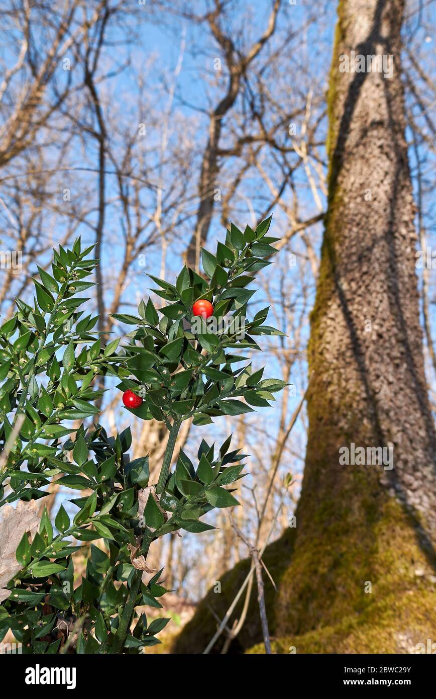 Ruscus aculeatus shrub with fruit and flowers Stock Photo - Alamy