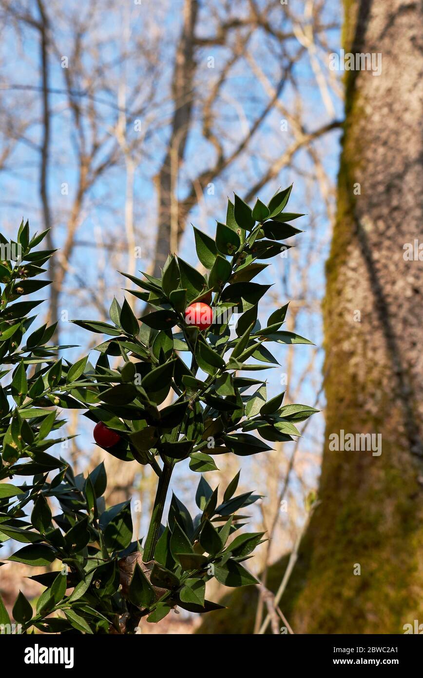 Ruscus leaf hi-res stock photography and images - Alamy