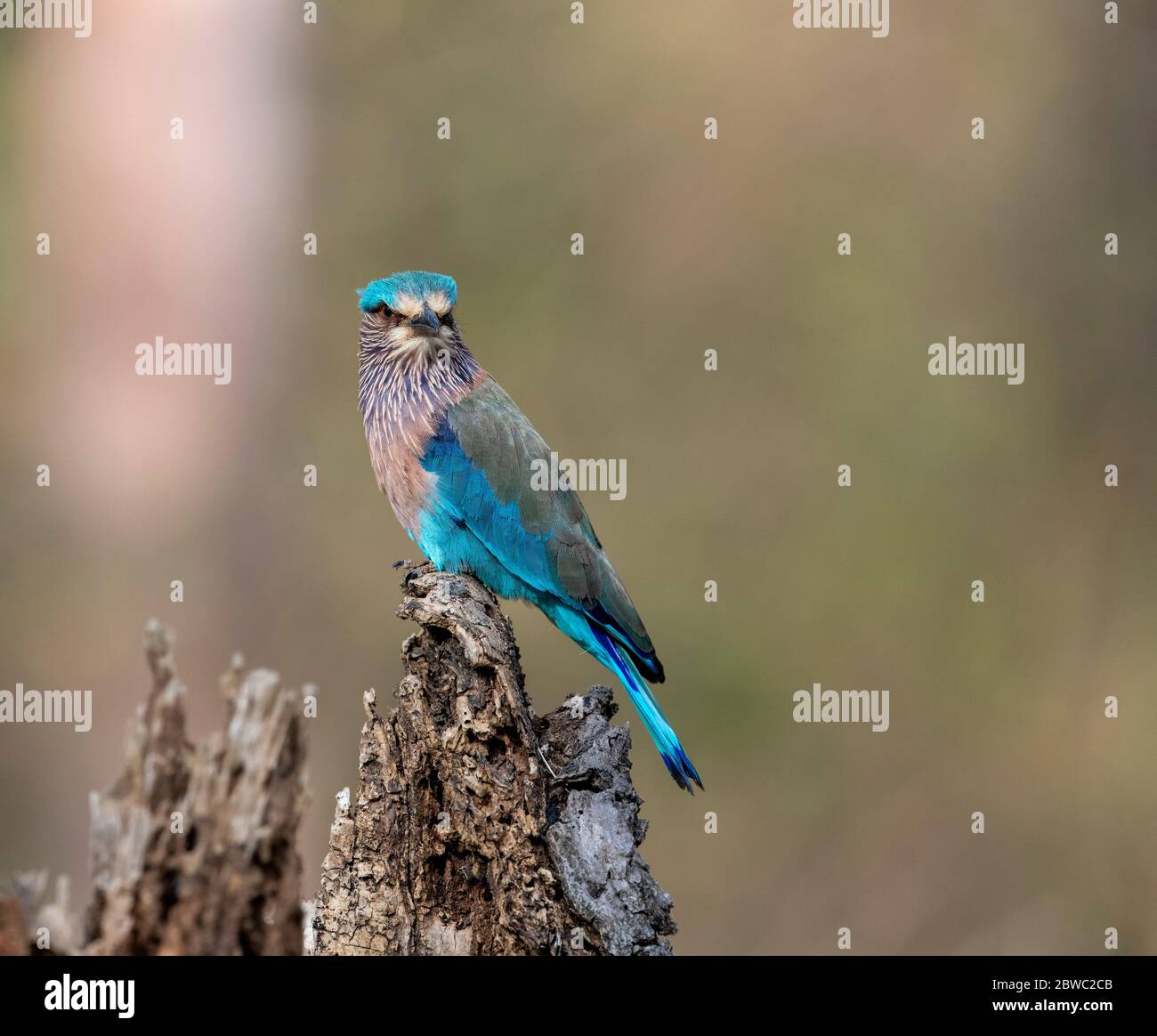 The Ranganathittu Bird Sanctuary a paradise of over 200 species of ...