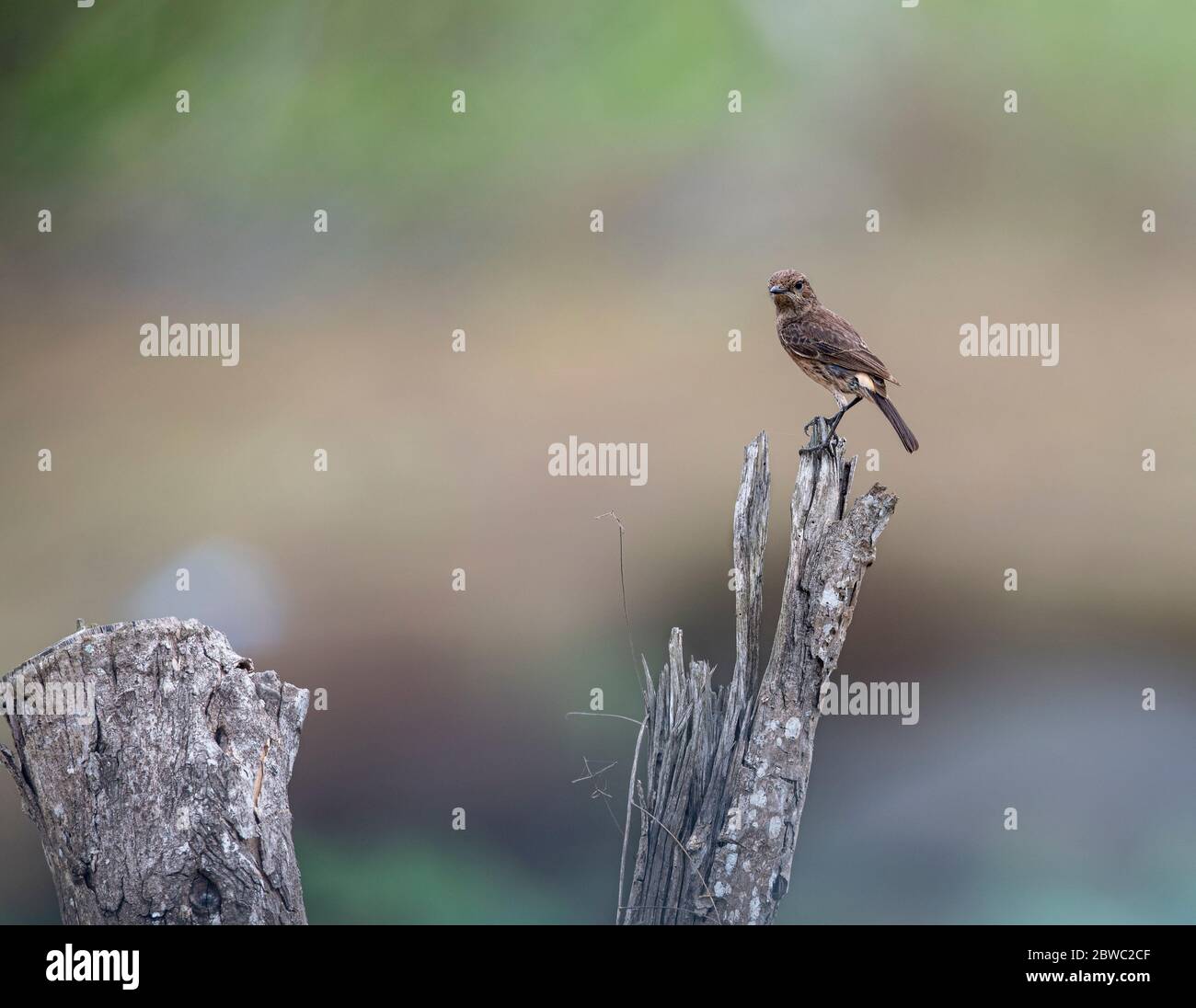 The Ranganathittu Bird Sanctuary a paradise of over 200 species of ...