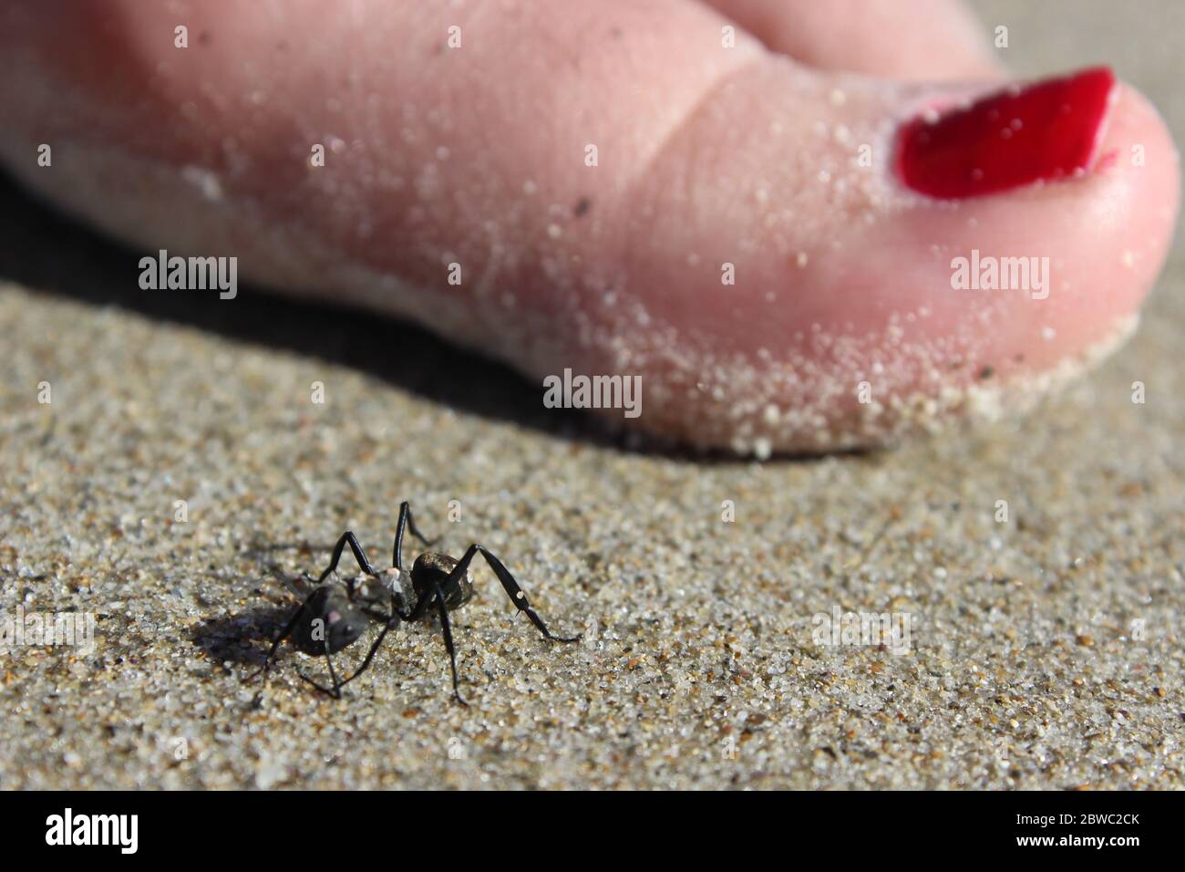 an ant stopped in front of a woman's foot Stock Photo - Alamy