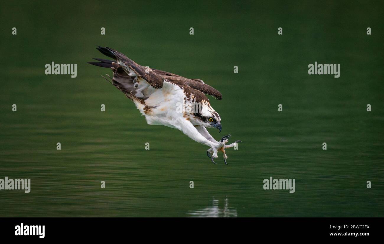 An osprey diving into water and hunting fish with spread curved claws ...