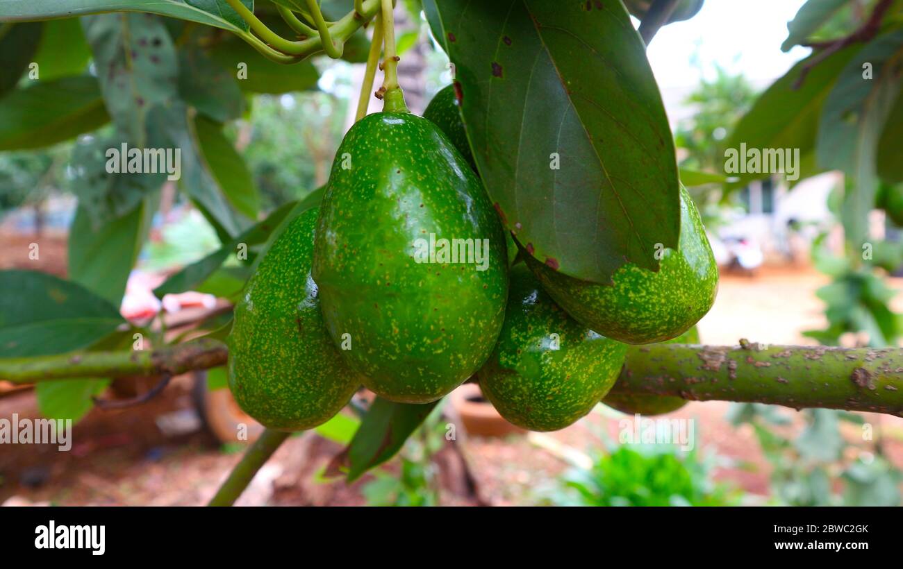 Avocado a pear-shaped fruit with a rough leathery skin, smooth oily ...