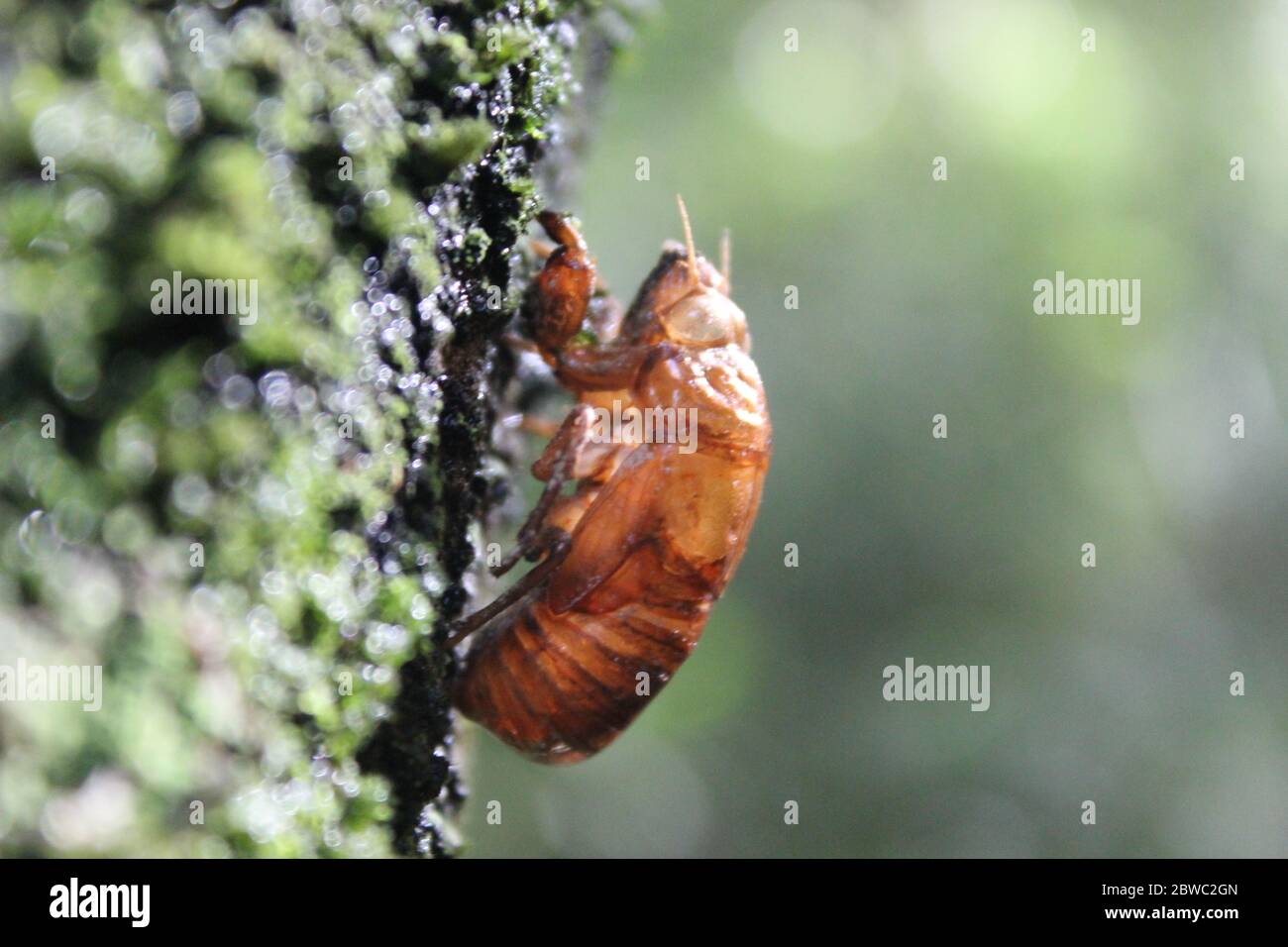 Adult cicadas hi-res stock photography and images - Alamy