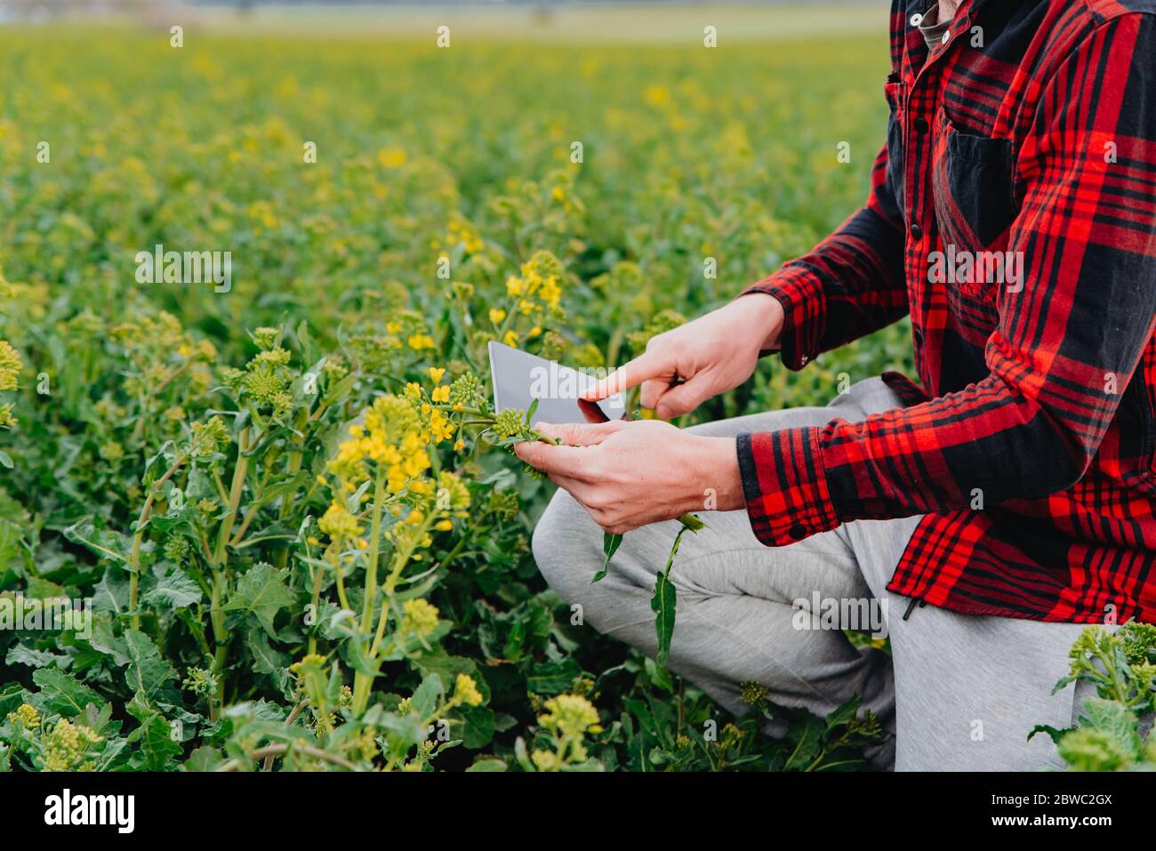 Farmer in red checked shirt using tablet on canola field. Applying ...