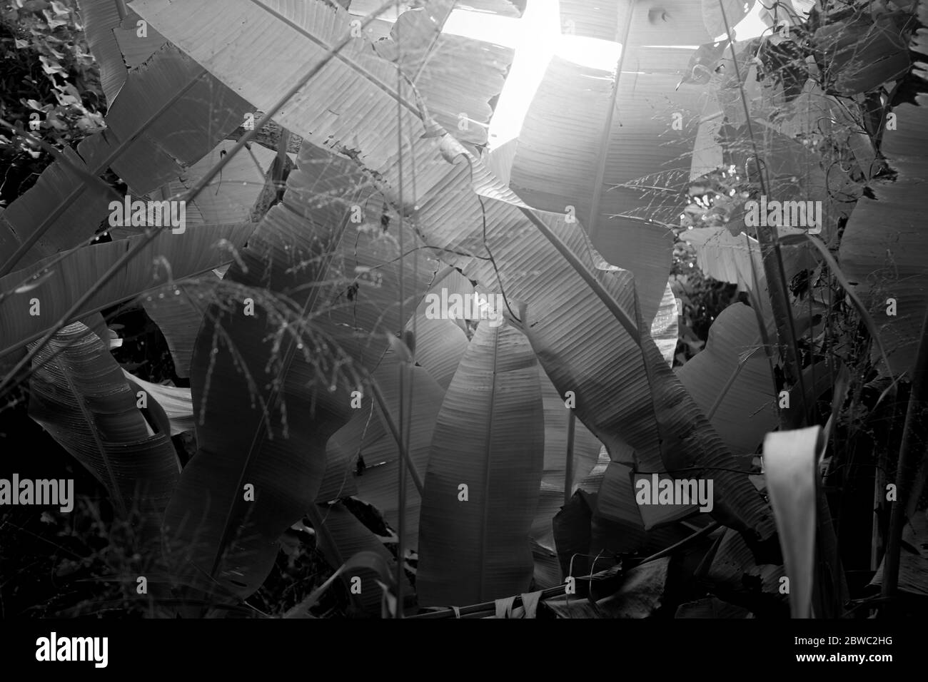 An optical illusion is created that makes us see a cross when we are ...