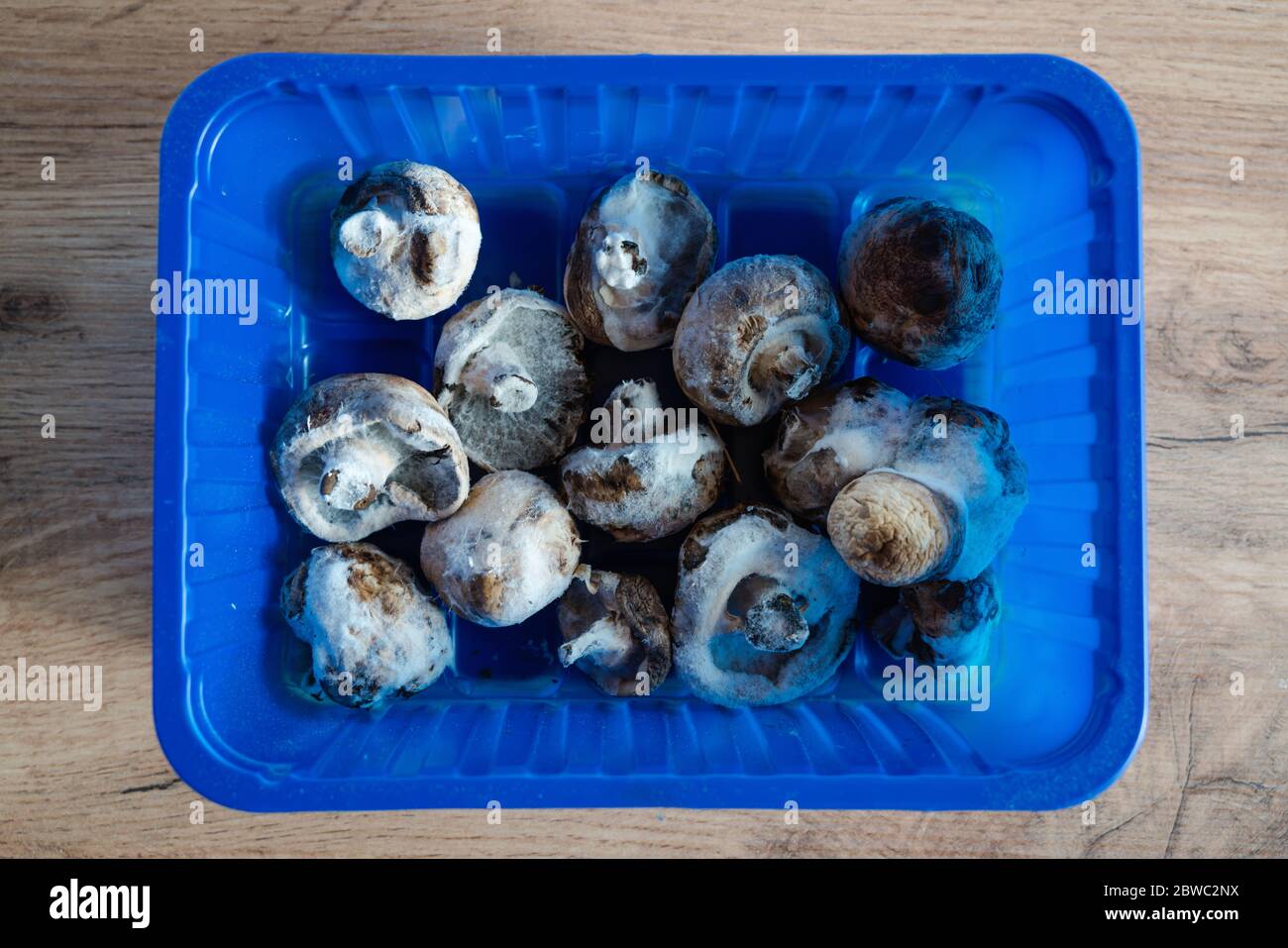 Growing mushrooms container hi-res stock photography and images - Alamy