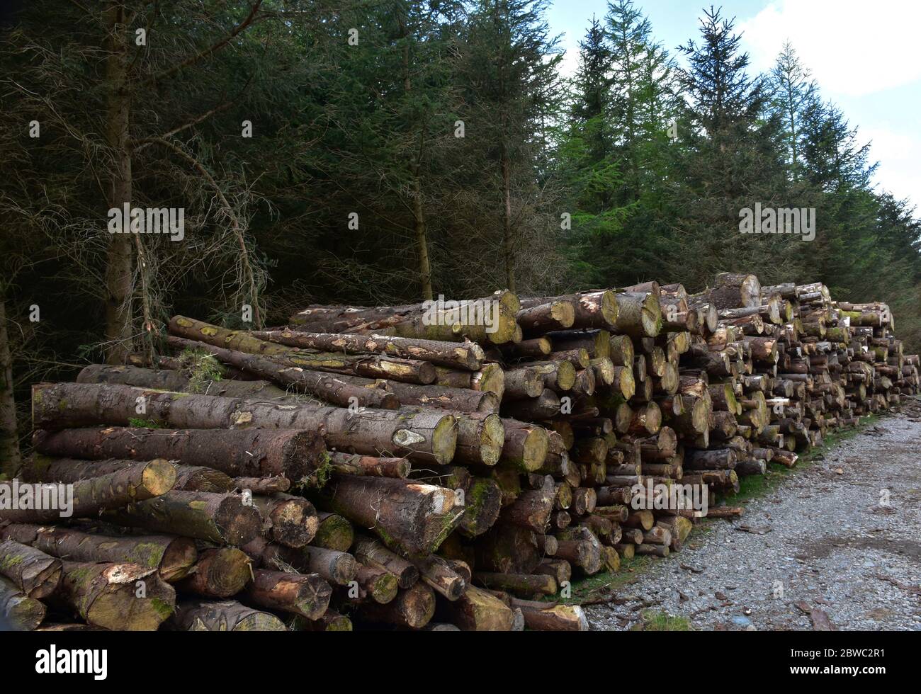 Long stacked logs cut and stacked in a clearing Stock Photo - Alamy