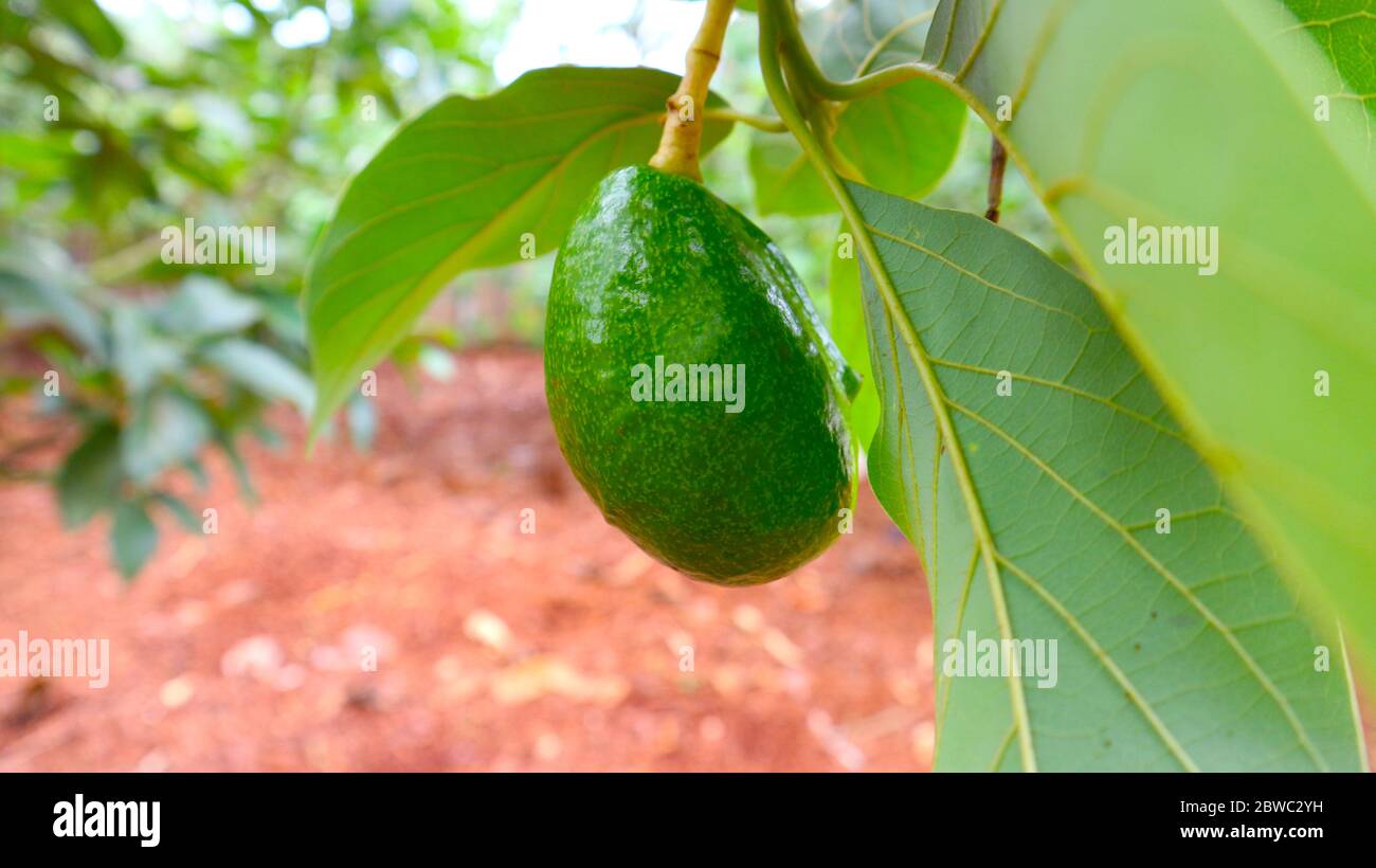 Avocado a pear-shaped fruit with a rough leathery skin, smooth oily ...