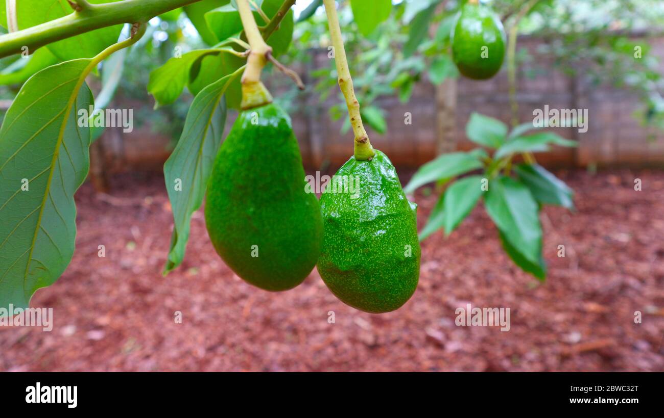 Avocado a pear-shaped fruit with a rough leathery skin, smooth oily ...