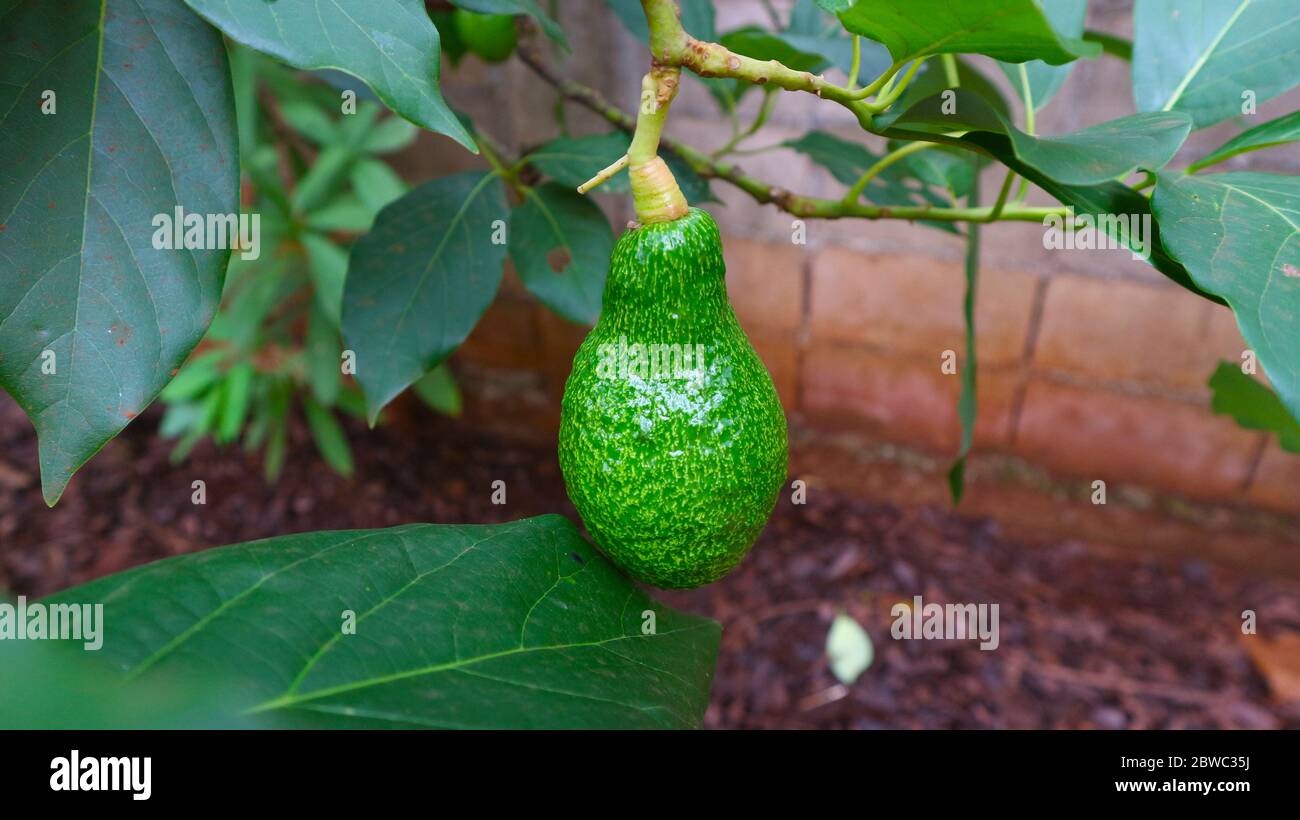 Avocado a pear-shaped fruit with a rough leathery skin, smooth oily ...