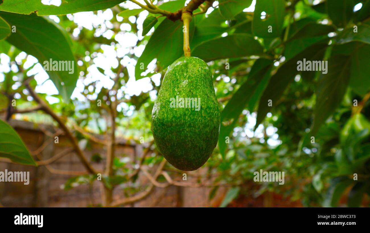 Avocado a pear-shaped fruit with a rough leathery skin, smooth oily ...