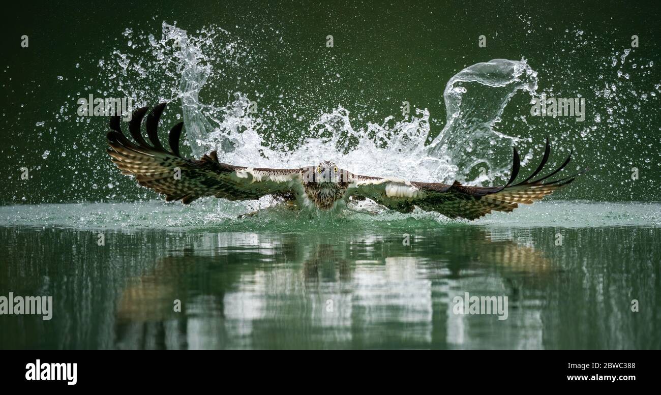 A front view photo of an osprey hunting fish and emerging from splashed ...