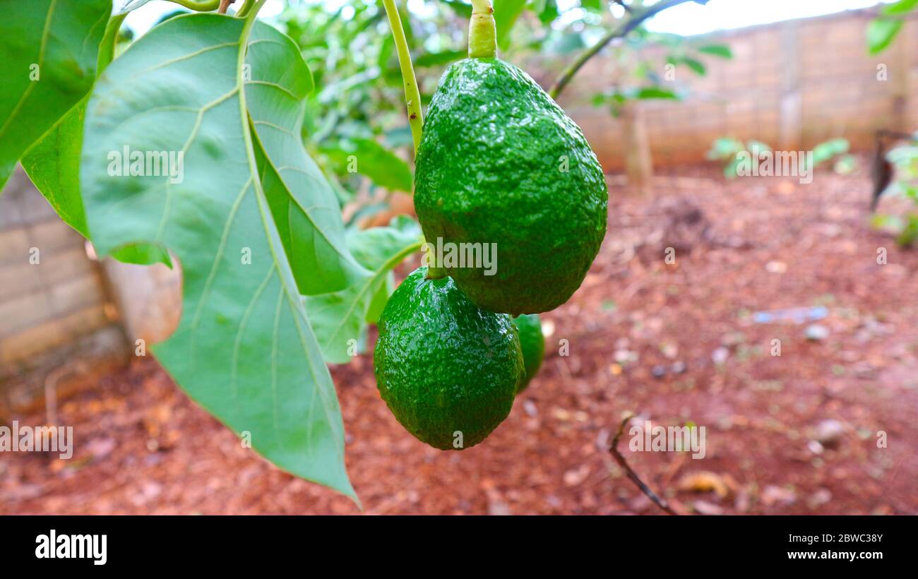 Avocado a pear-shaped fruit with a rough leathery skin, smooth oily ...