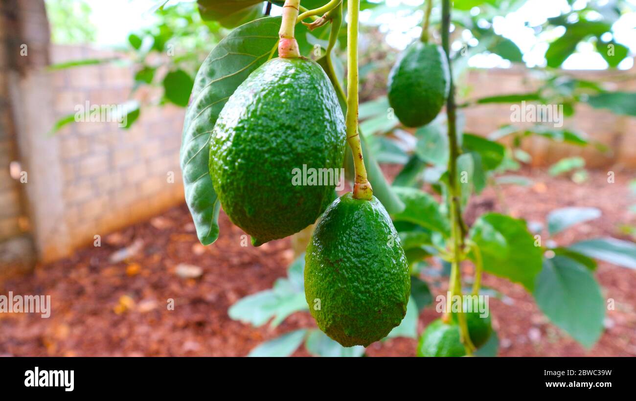 Avocado a pear-shaped fruit with a rough leathery skin, smooth oily ...
