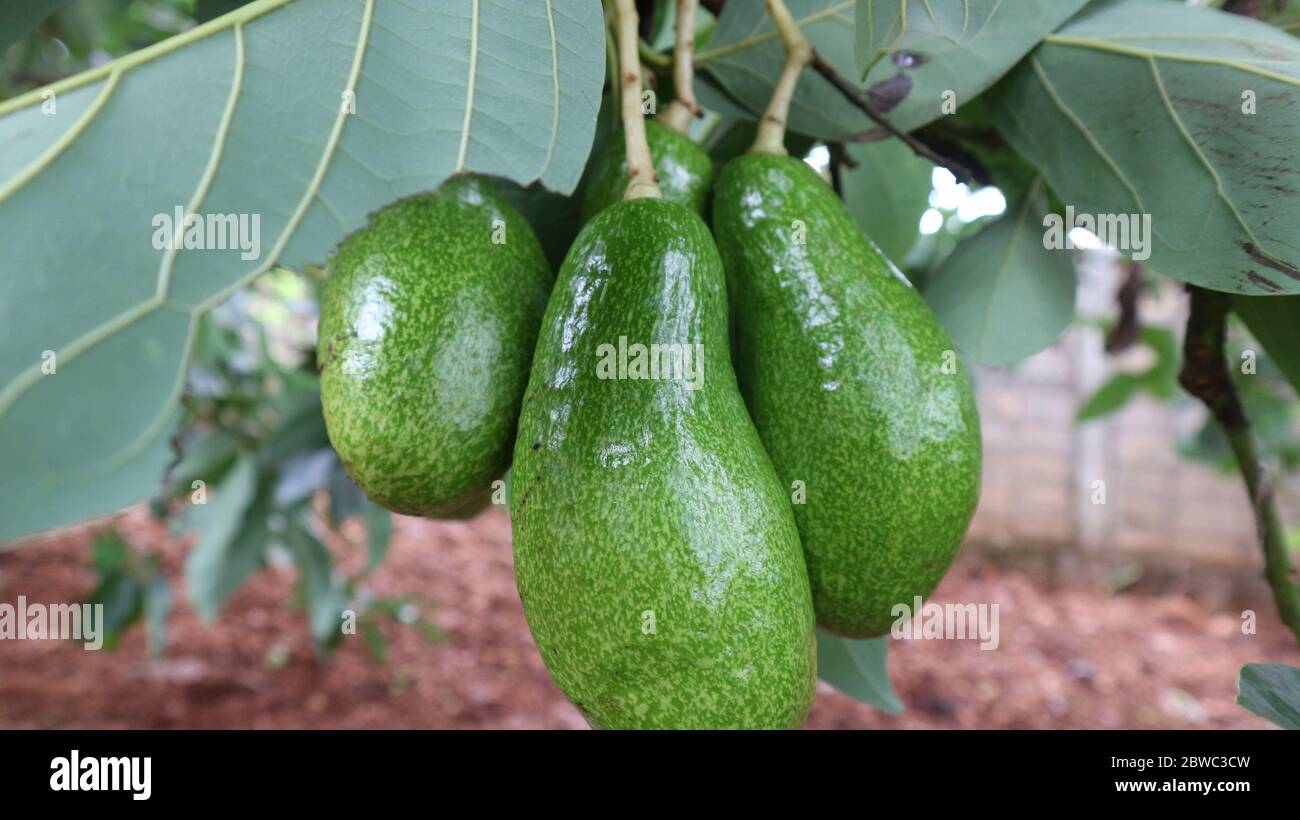 Avocado a pear-shaped fruit with a rough leathery skin, smooth oily ...