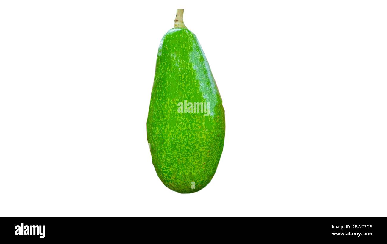 Avocado a pear-shaped fruit with a rough leathery skin, smooth oily ...