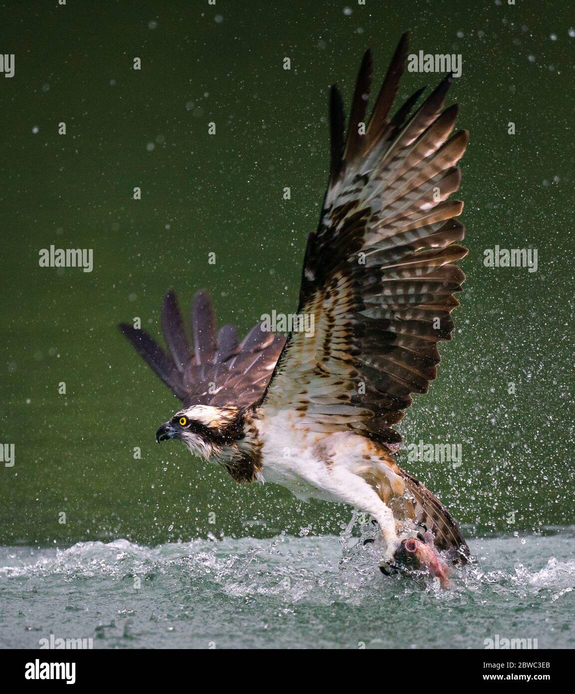 Claws Bird Close Up High Resolution Stock Photography and Images - Alamy