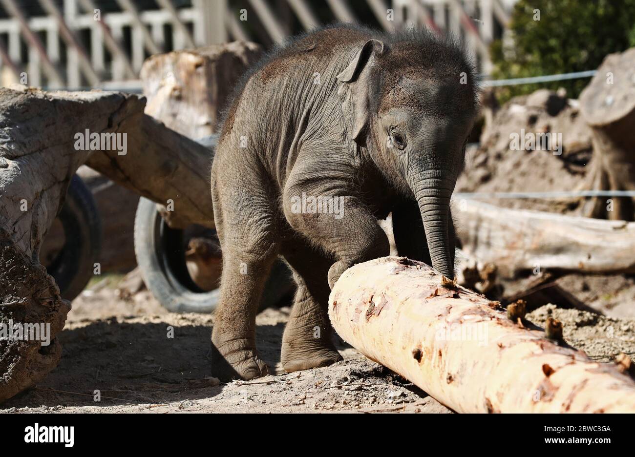 Prince photo hi-res stock photography and images - Alamy