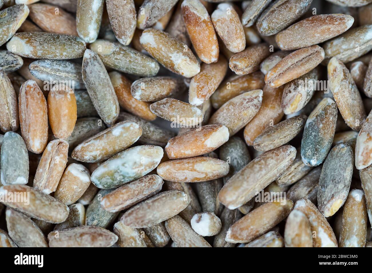 Texture of raw unpeeled oats closeup. View from above Stock Photo - Alamy