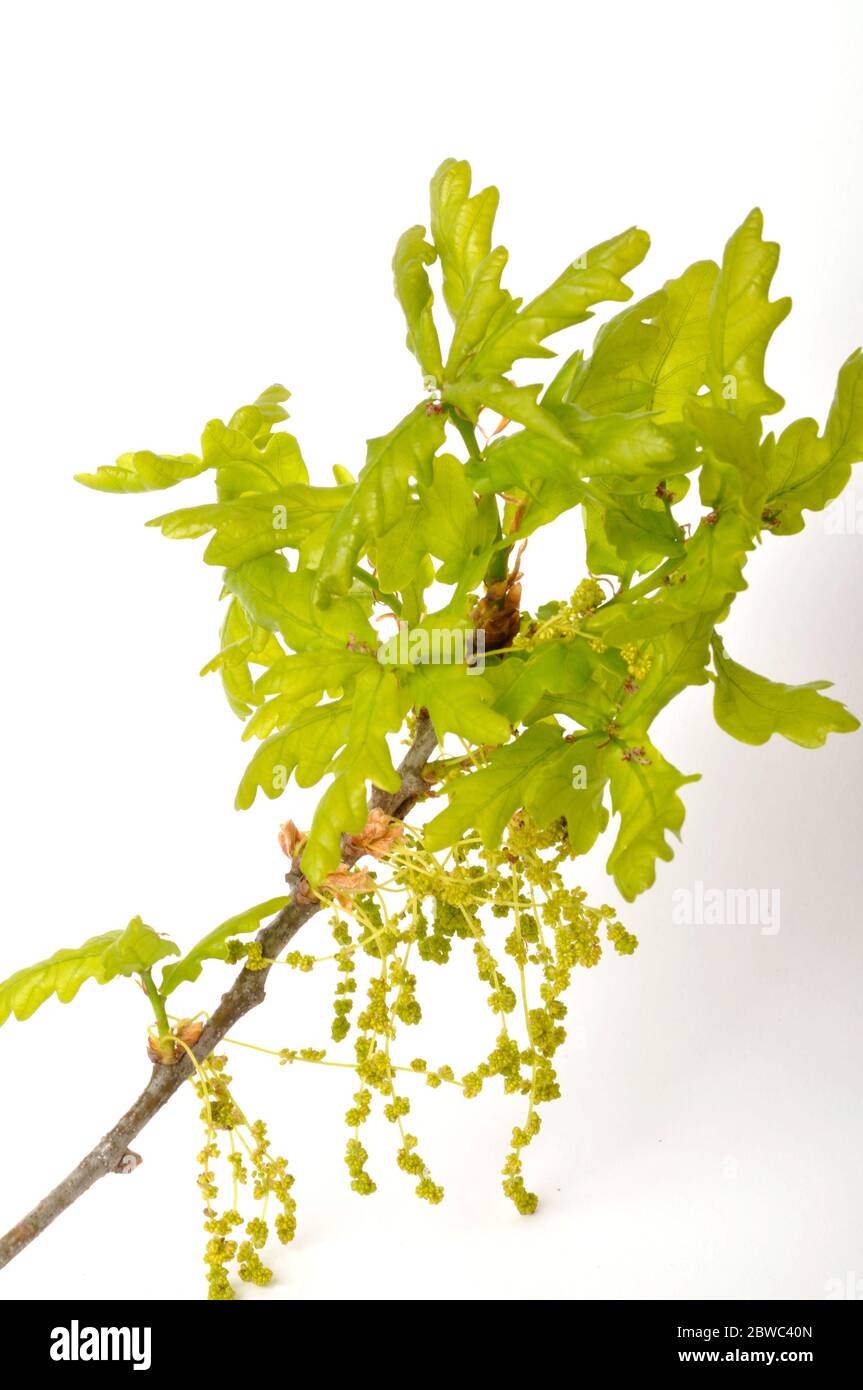 Flowering oak on a white background Stock Photo - Alamy