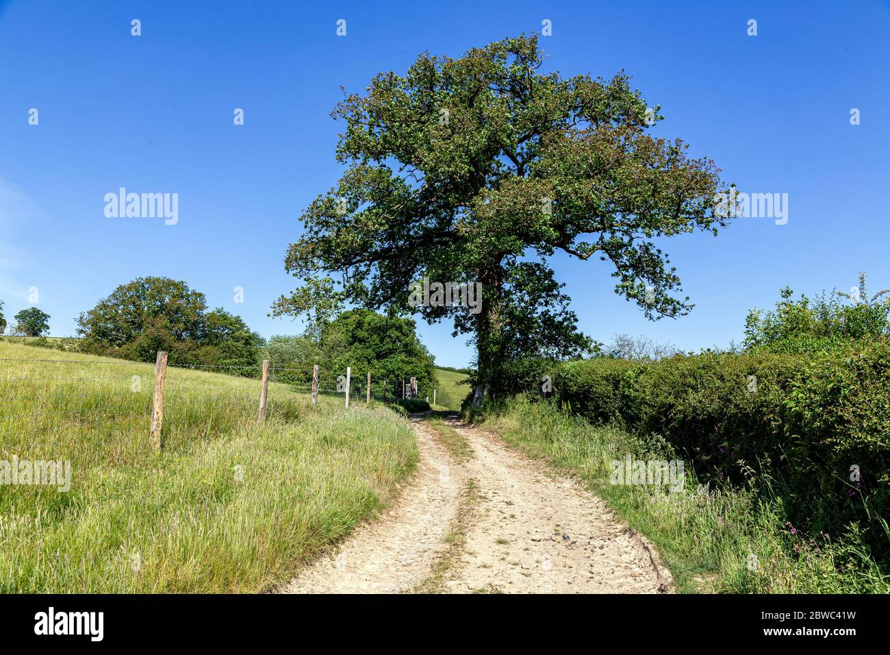 oak tree on farm lane ,Animal, Cattle, Springtime, Summer, Beauty In ...