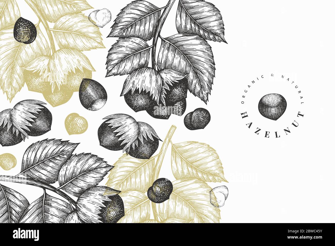 Hand drawn sketch hazelnut design template. Organic food vector ...
