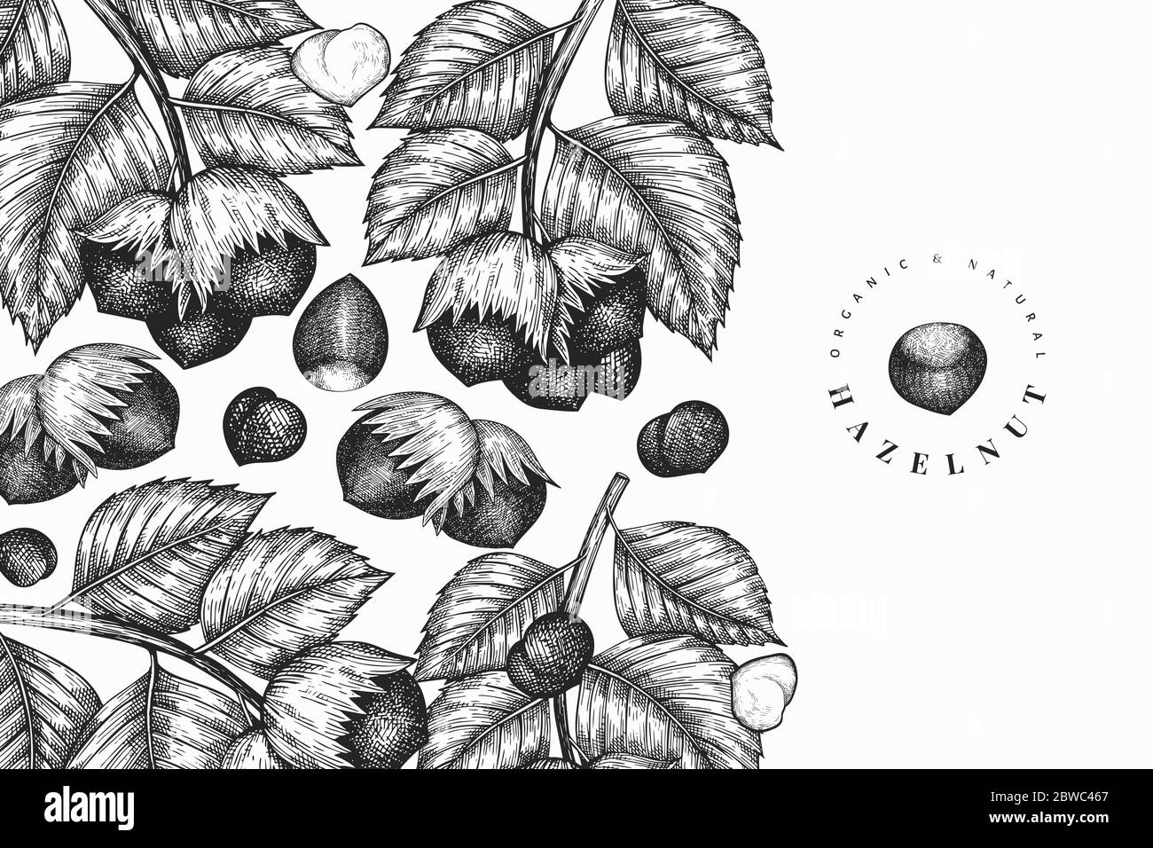 Hand drawn sketch hazelnut design template. Organic food vector ...