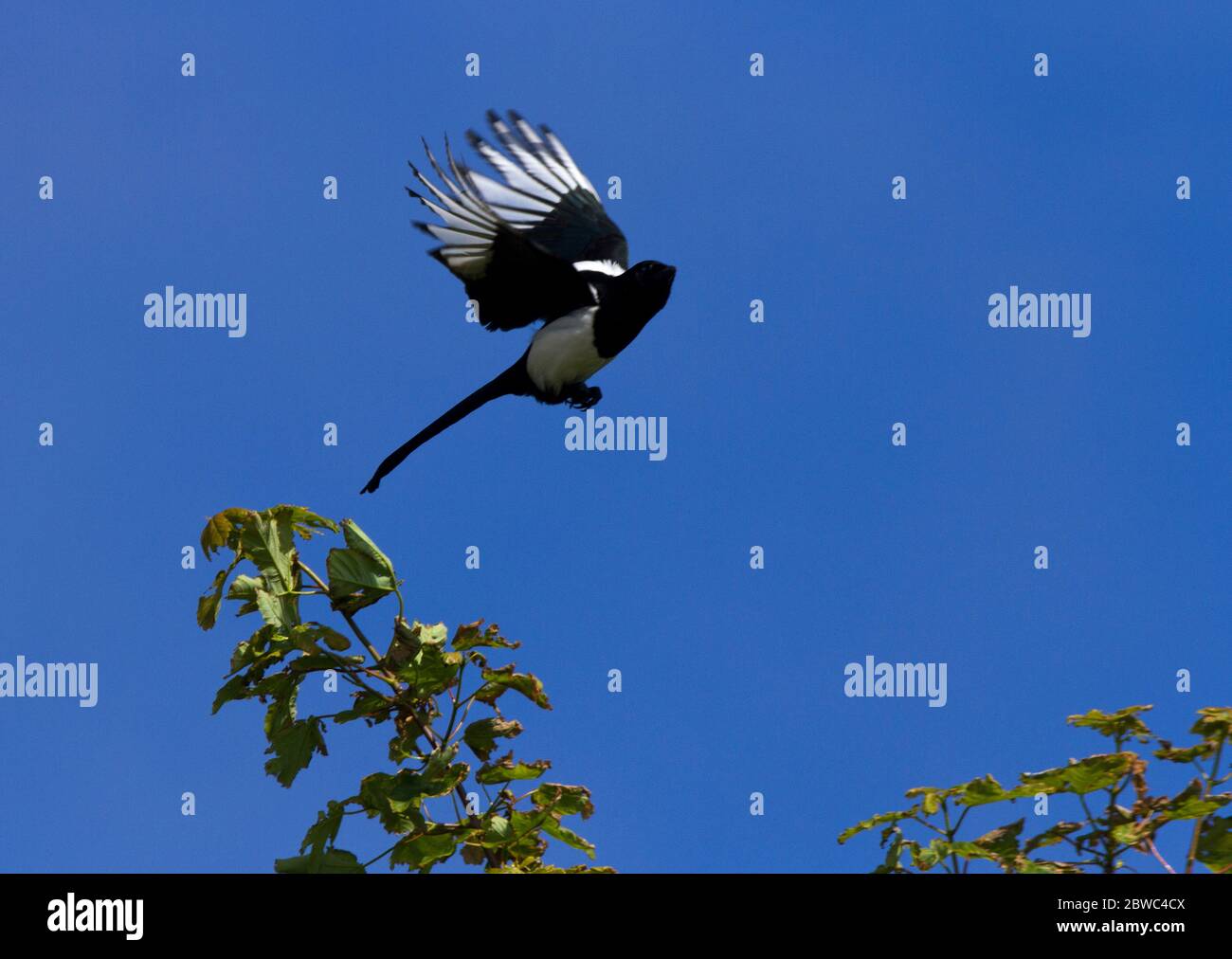 A Magpie takes to the wing from his vantage point from where he watches ...