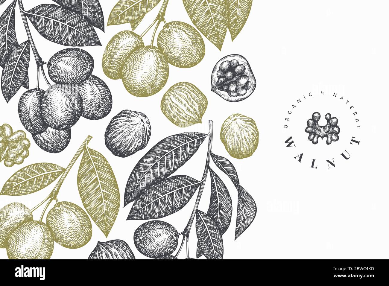 Hand drawn sketch walnut design template. Organic food vector ...