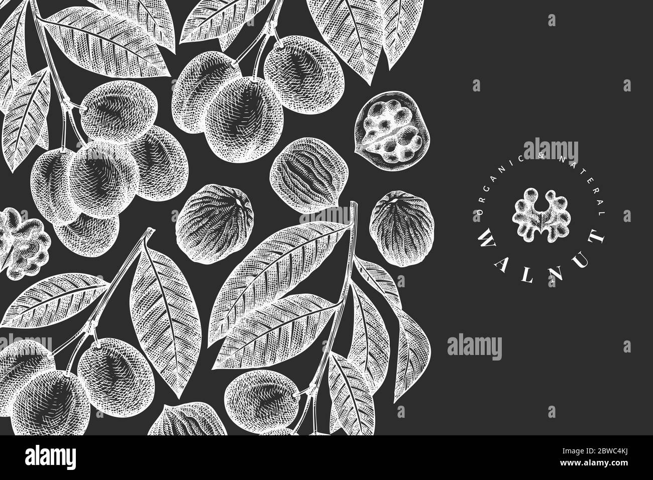 Hand drawn sketch walnut design template. Organic food vector ...