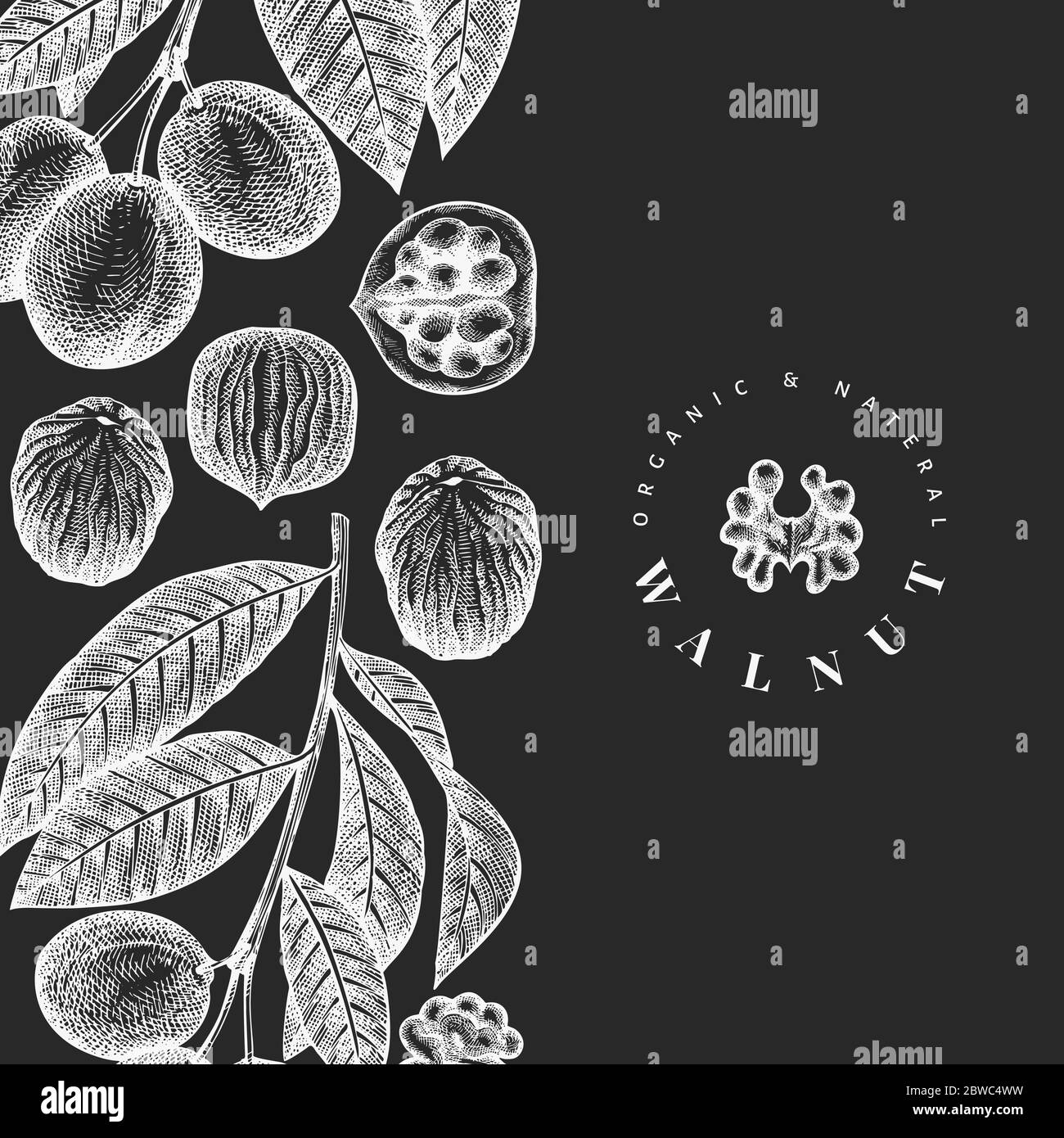 Hand drawn sketch walnut design template. Organic food vector ...