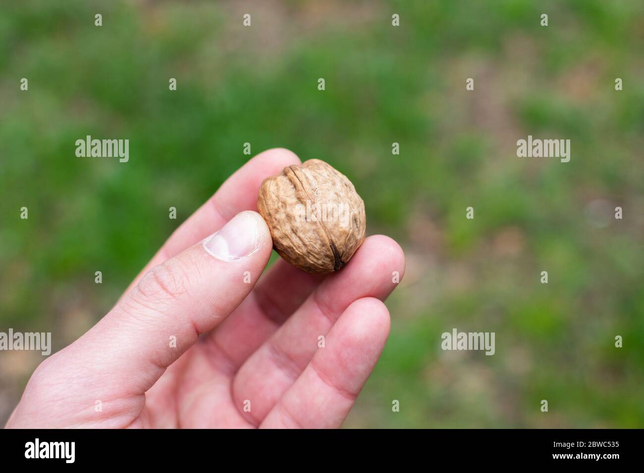 walnut in a man’s hand on forest background Stock Photo - Alamy