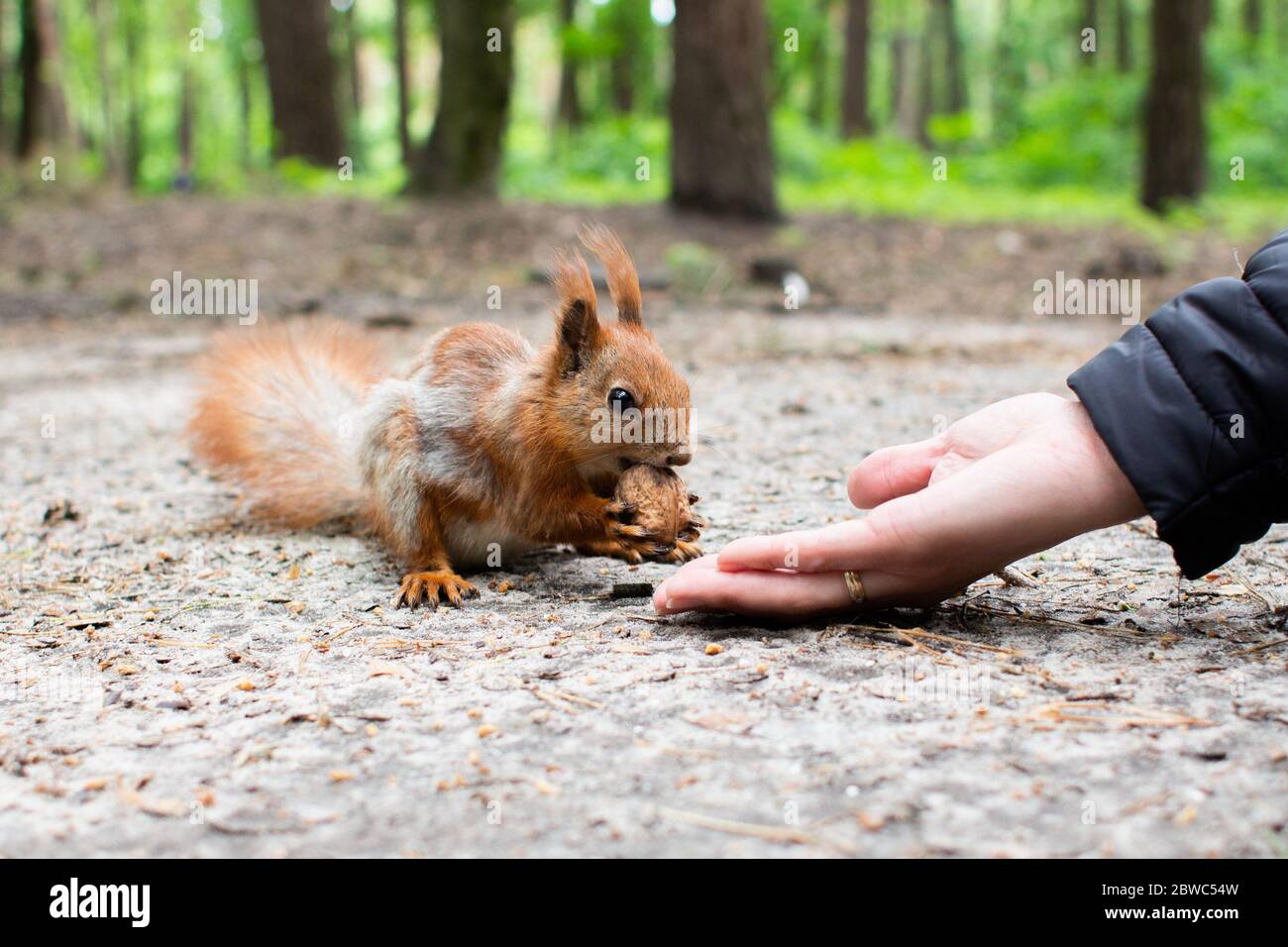 squirrel takes nut from his hand Stock Photo - Alamy
