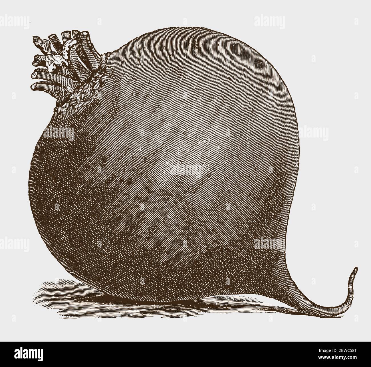 Beetroot illustration historical hi-res stock photography and images ...