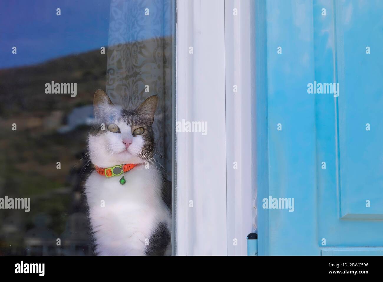 Cat looking through window. Domestic cat sitting on windowsill with ...