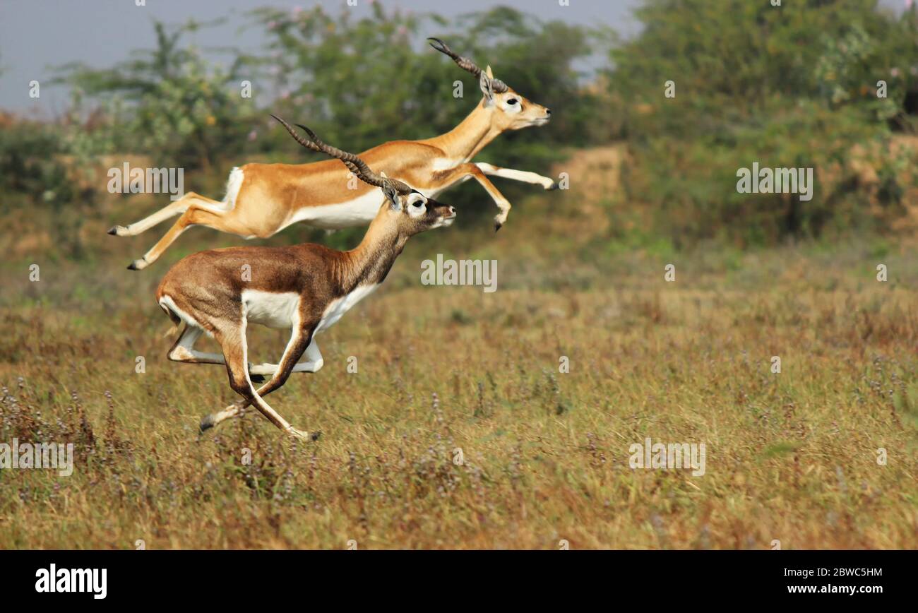 Doing the horns hi-res stock photography and images - Alamy