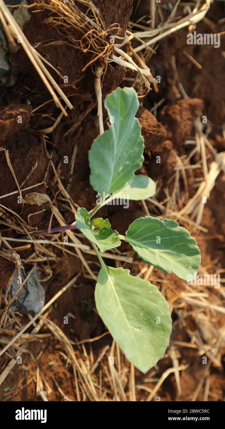Turnip sprout hi-res stock photography and images - Alamy