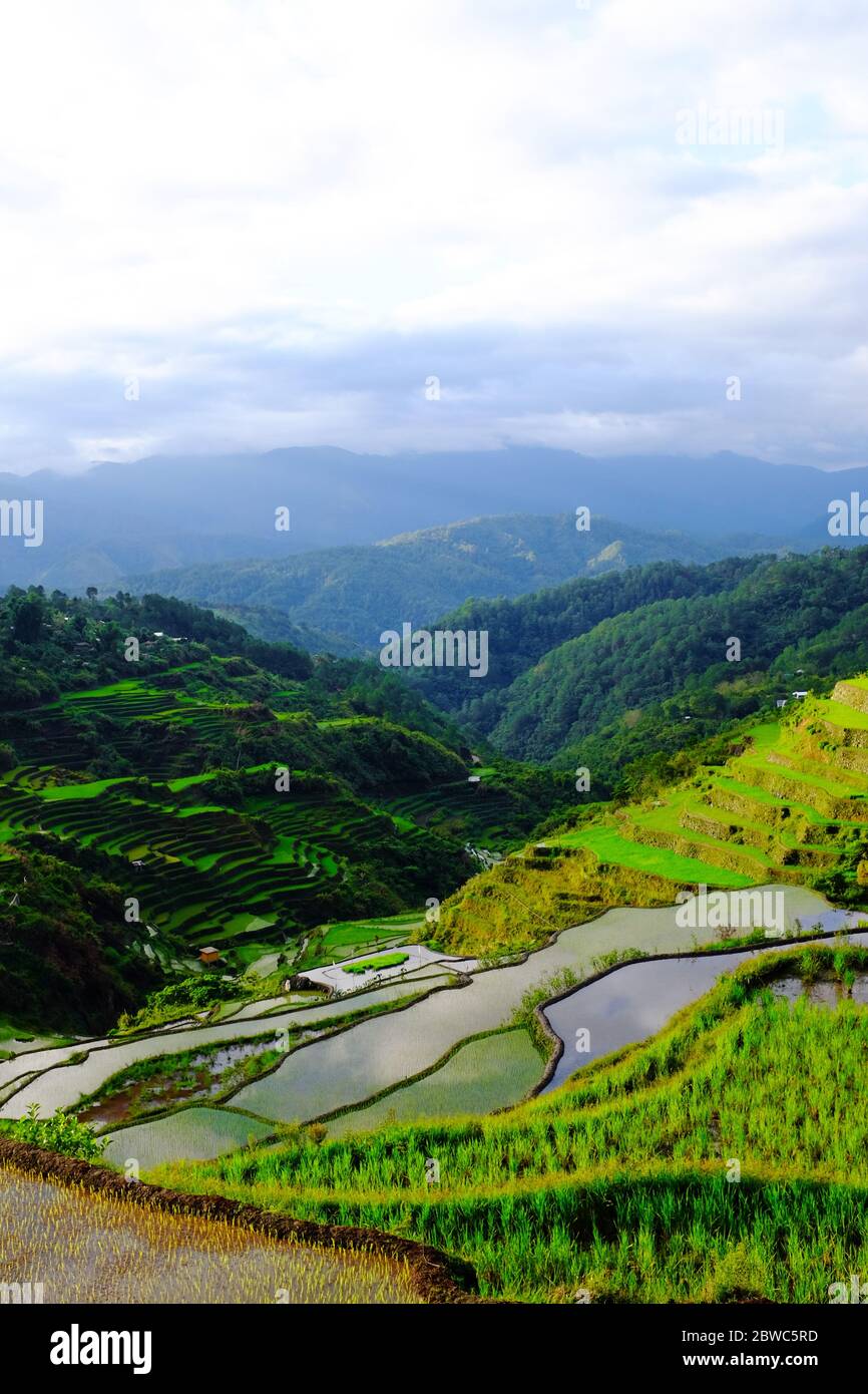 Maligcong Rice Terraces in Bontoc, Mountain Province, Philippines ...