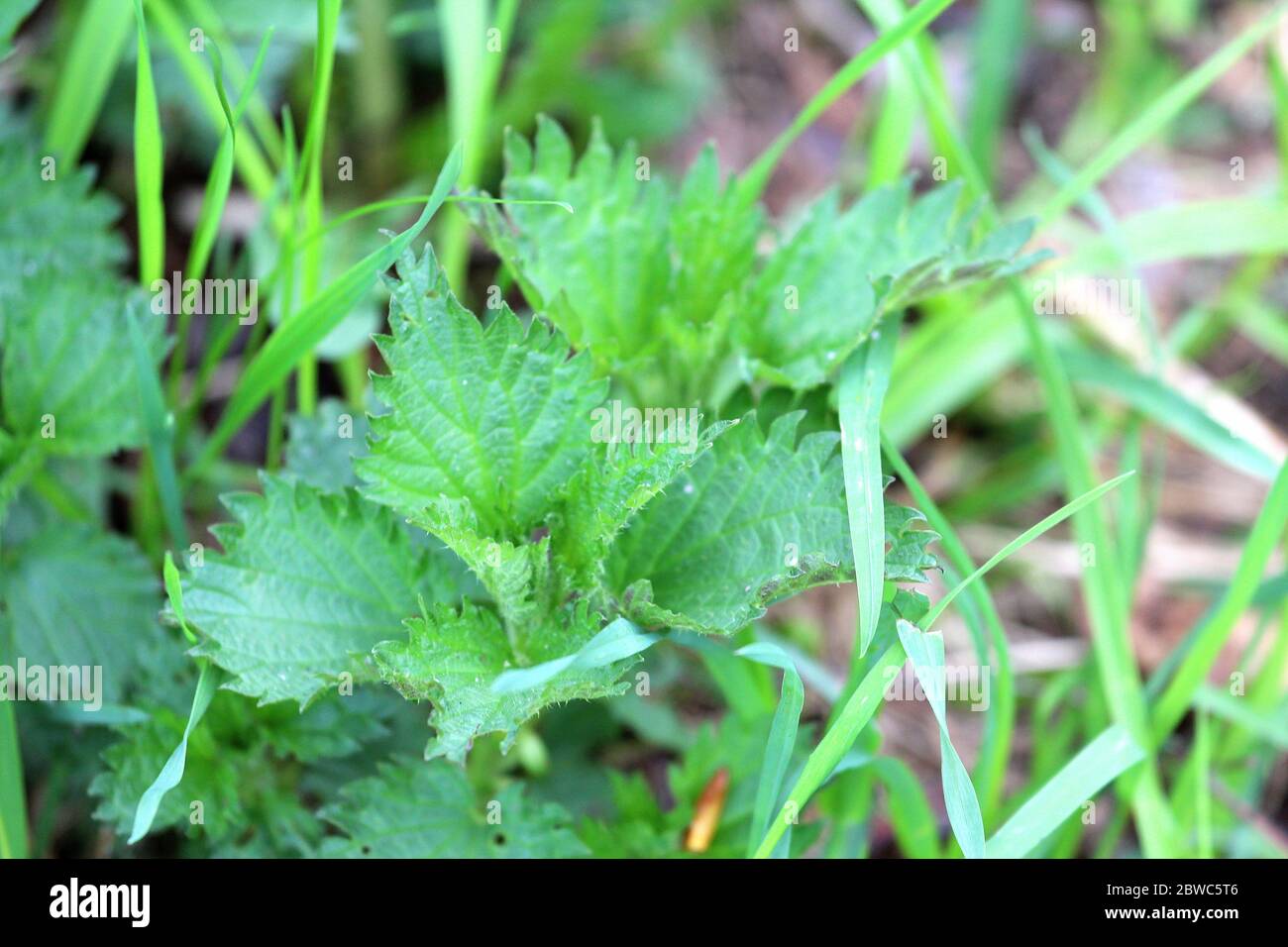Nettle sprouts hi-res stock photography and images - Alamy