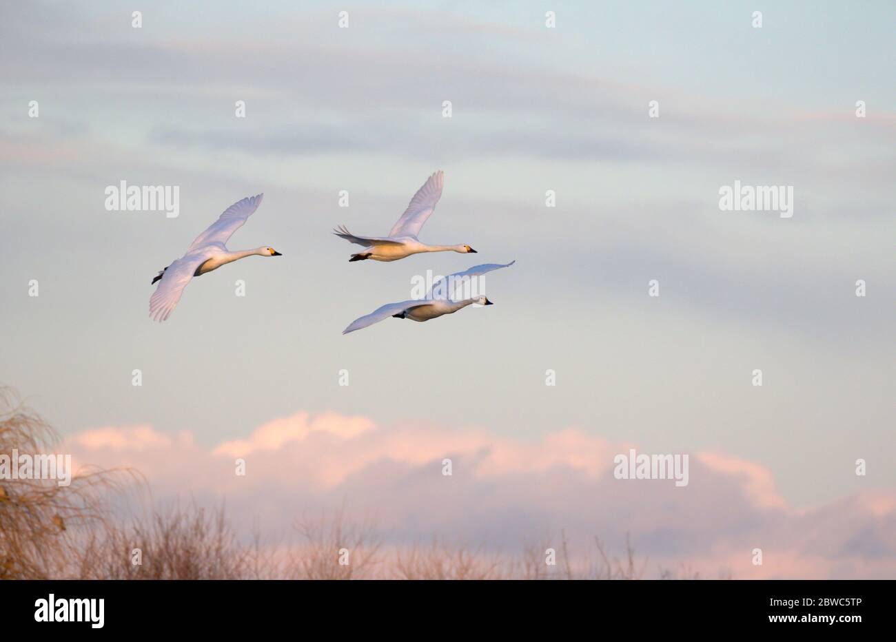 Bewick Swans, Cygnus columbianus, in flight. Slimbridge ...