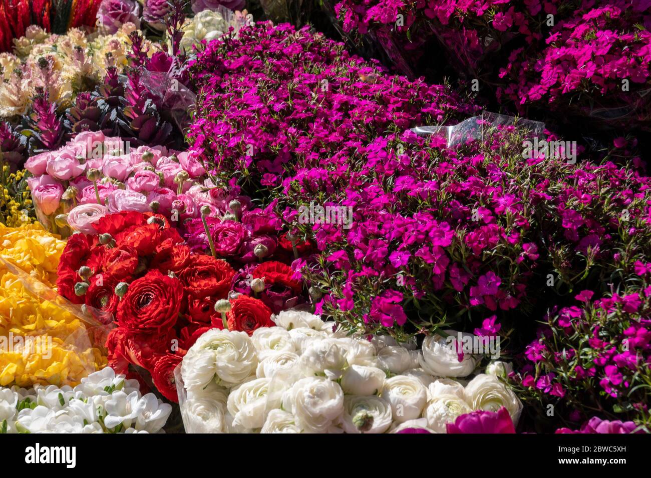 colorful flowers on the street Stock Photo - Alamy