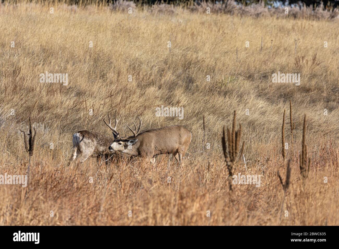 Mule Deer Buck and Doe in the Fall Rut in Colorado Stock Photo - Alamy