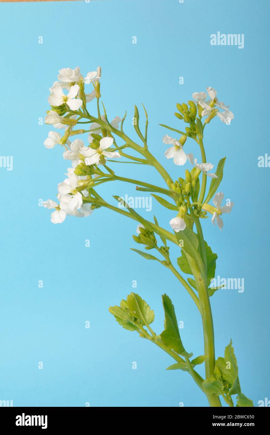 White mustard on blue background Stock Photo - Alamy
