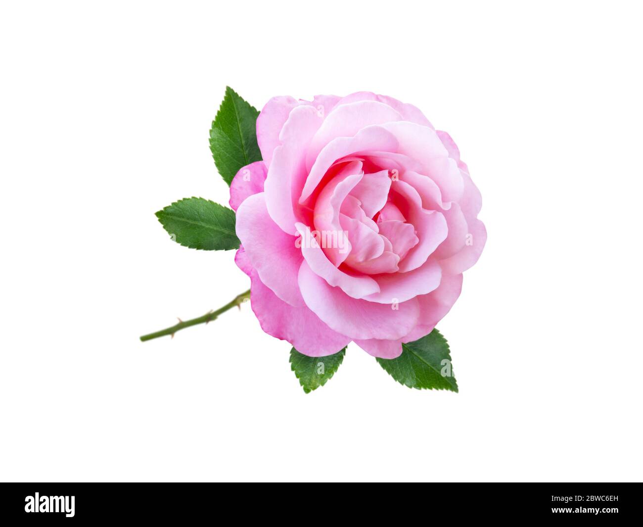 Bloom rose isolated on white hi-res stock photography and images - Alamy