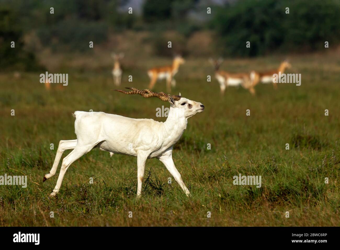 Kalahari savanna dry season hi-res stock photography and images - Alamy