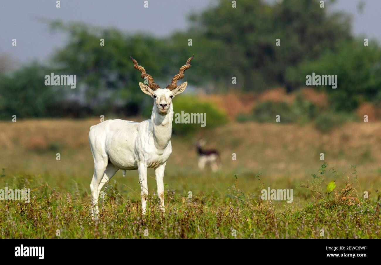 Springbok running jumping hi-res stock photography and images - Alamy