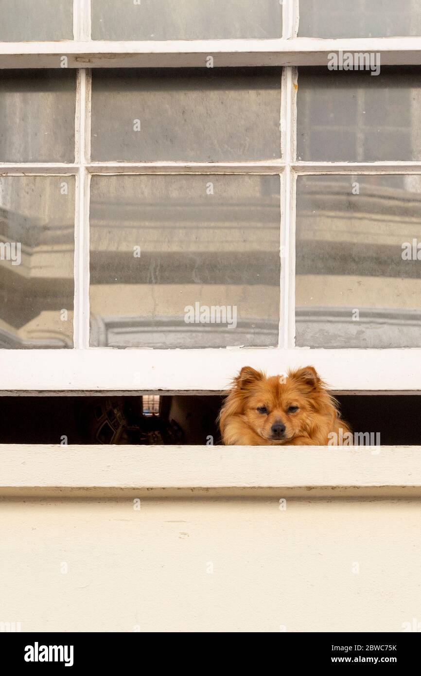 Dog staring out if window hi-res stock photography and images - Alamy